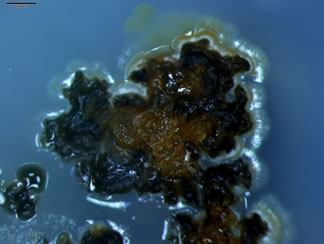 Gallery – Bugni Research Group – UW–Madison