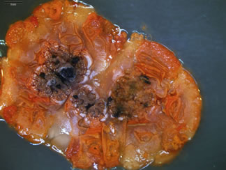 Gallery – Bugni Research Group – UW–Madison