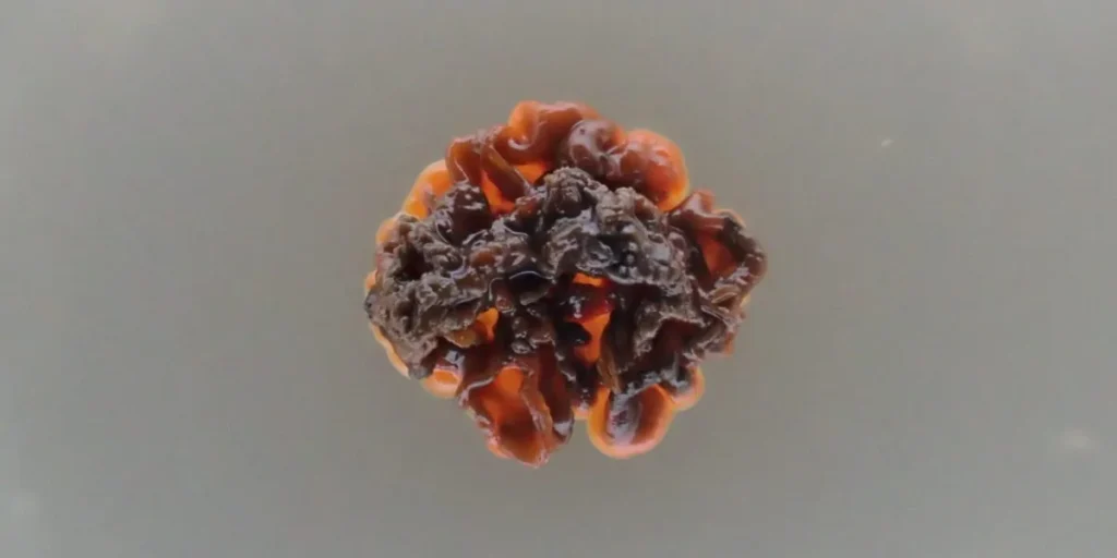 Interspecies Interactions – Bugni Research Group – UW–Madison