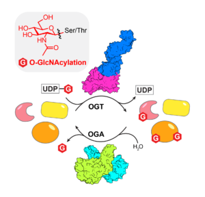 Protein Structure and Mechanism - Jiang Research Group