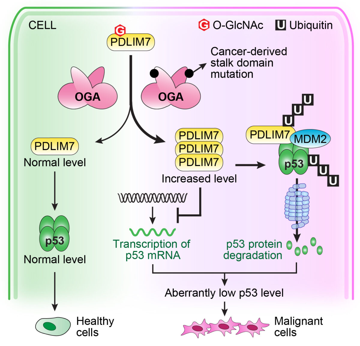 Publications – Jiang Research Group – UW–Madison