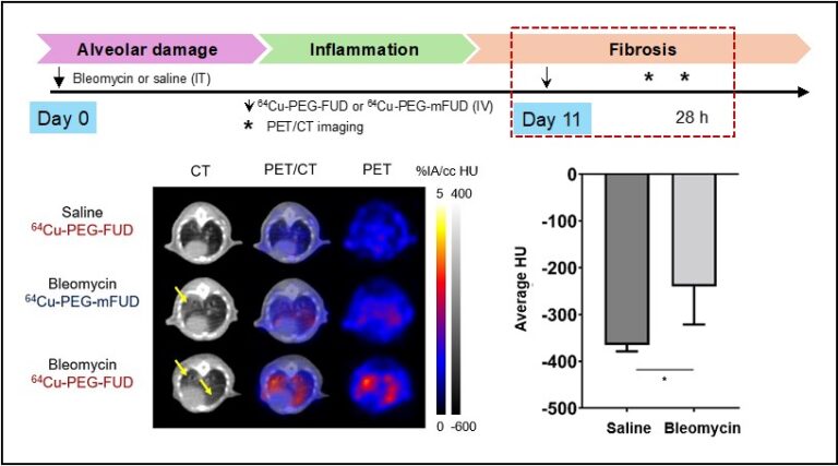 PEGylated FN-Binding Peptide for Therapy and Imaging of Pulmonary Fibrosis – Kwon Research Group ...